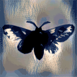Hello Moth GIFs - Find & Share on GIPHY