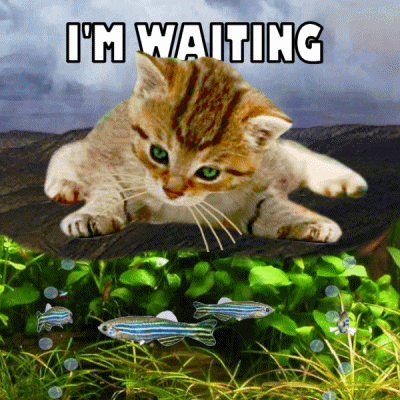 Waiting For You Kitten GIF - Find & Share on GIPHY