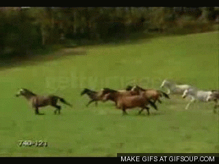 Wild GIF - Find & Share on GIPHY