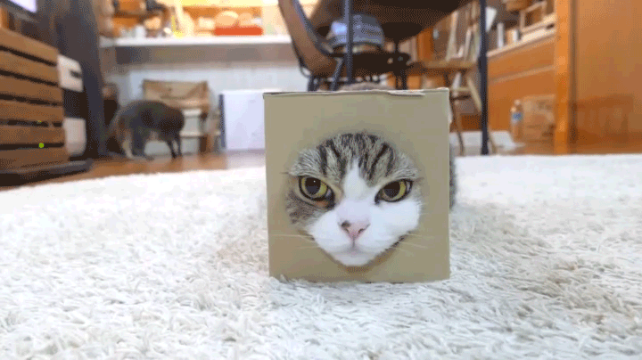 Cat Box GIF - Find & Share on GIPHY