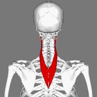 Muscles GIF - Find & Share on GIPHY