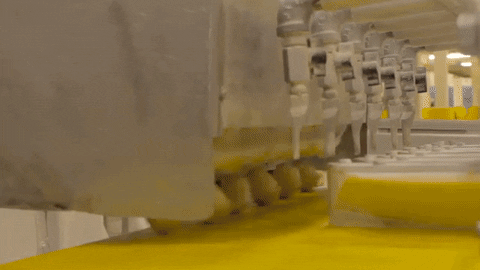 Work Bread GIF by Shake Shack - Find & Share on GIPHY