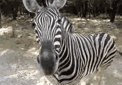 Zebra GIF - Find & Share on GIPHY
