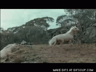 Wild GIF - Find & Share on GIPHY
