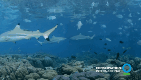 Conservation GIF - Find & Share on GIPHY