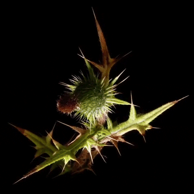 Fall Flowers GIF by Digg - Find & Share on GIPHY