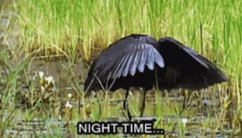 Dance Bird GIF - Find & Share on GIPHY