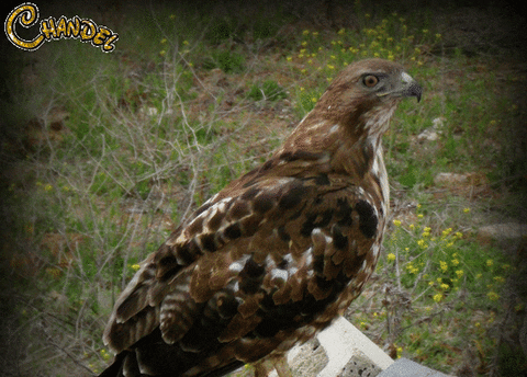 Hawk GIFs - Find & Share on GIPHY