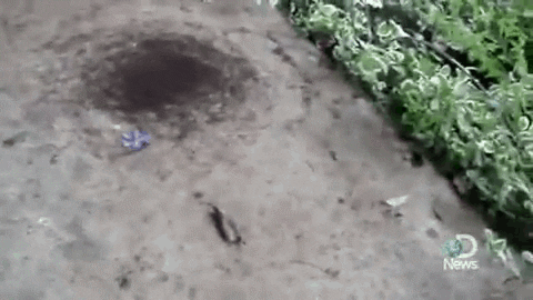 Circle Ant GIF - Find & Share on GIPHY