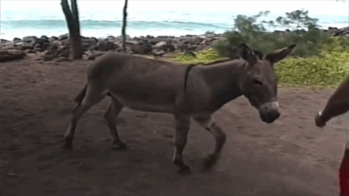 Donkey GIF - Find & Share on GIPHY