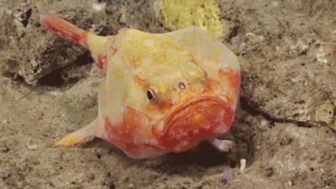 Sea Creature GIF - Find & Share on GIPHY