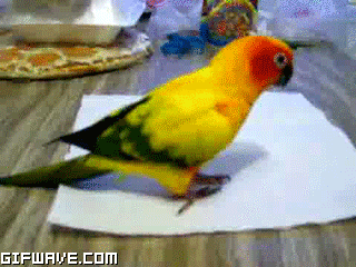 Great Animated Bird Gifs At Best Animations