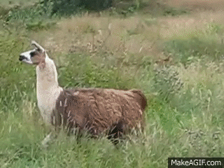 Llama GIF - Find & Share on GIPHY