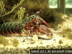 Shrimp Mantis GIF - Find & Share on GIPHY
