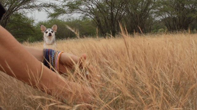 Field GIF - Find & Share on GIPHY