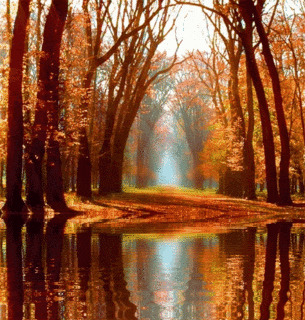 Autumn GIF - Find & Share on GIPHY