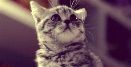 Adorable GIF - Find & Share on GIPHY