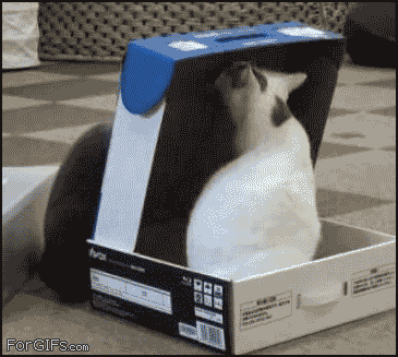 Box GIF - Find & Share on GIPHY