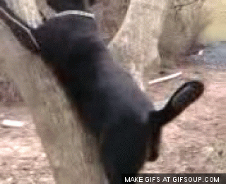 Cat Tree GIF - Find & Share on GIPHY