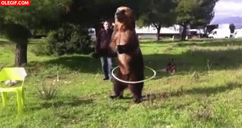 Oso Bailando GIFs - Find & Share on GIPHY