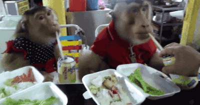 Monkey Restaurant GIF - Find & Share on GIPHY