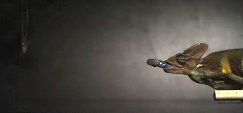 Tongue Chameleon GIF - Find & Share on GIPHY