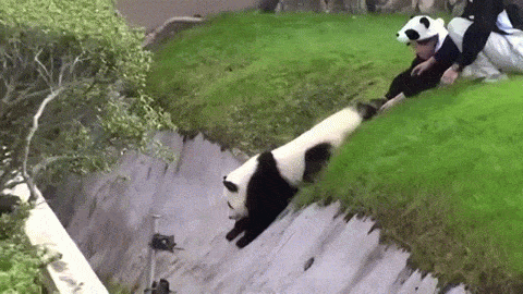 Panda GIF - Find & Share on GIPHY
