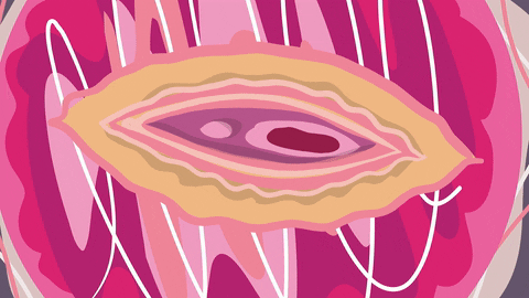 Vagina GIFs Get The Best GIF On GIPHY