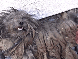 Feel Good Dog GIF by HuffPost - Find & Share on GIPHY