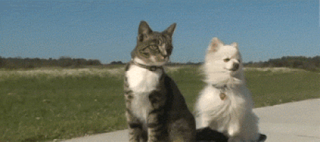 Animal Friendship GIF - Find & Share on GIPHY