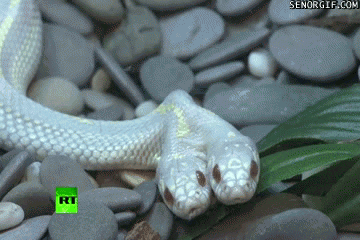 Albino GIFs - Find & Share on GIPHY