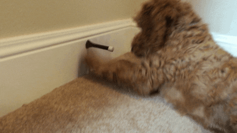 Dog Service GIF - Find & Share on GIPHY