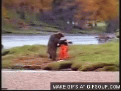 Bear Boxing GIF - Find & Share on GIPHY