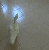 Jump Duck GIF - Find & Share on GIPHY