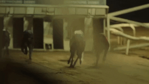 Dogs Greyhounds GIF by NOWNESS - Find & Share on GIPHY