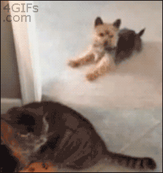 8 Out Of 10 Cats Does Countdown GIF - Find & Share on GIPHY
