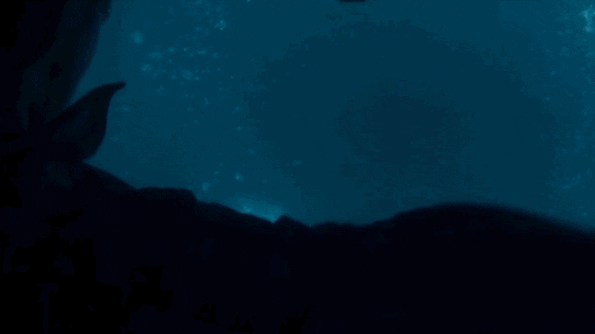 Underwater Animals Animated Gifs