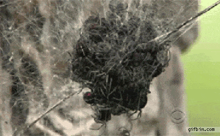 Spiders GIF - Find & Share on GIPHY