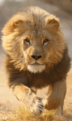 Lion GIF - Find & Share on GIPHY