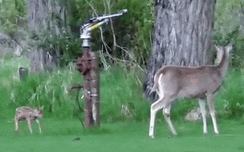 Deer GIF - Find & Share on GIPHY