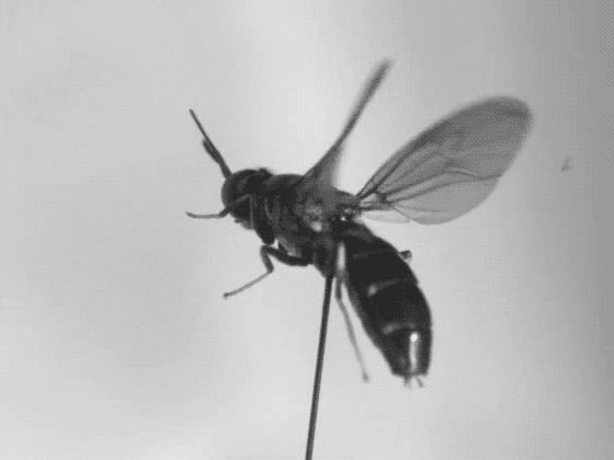 Fly GIF - Find & Share on GIPHY