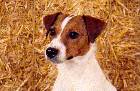 Parson Russel Terrier GIFs - Find & Share on GIPHY