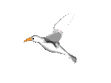 Seagull GIF - Find & Share on GIPHY