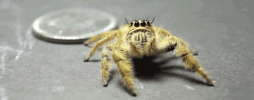 Jumping Spider GIF - Find & Share on GIPHY