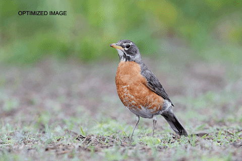 Robin GIF - Find & Share on GIPHY