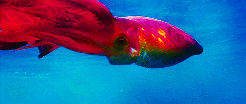 Octopus GIF - Find & Share on GIPHY