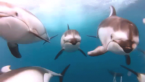 Dolphin Swimming GIF - Find & Share on GIPHY