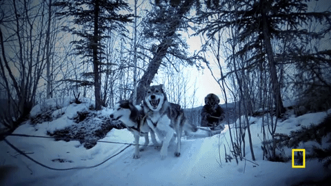 Life Below Zero GIF by National Geographic Channel - Find & Share on GIPHY