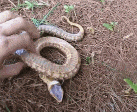 Snake Camouflage GIF - Find & Share on GIPHY