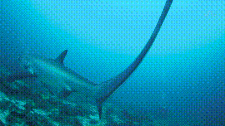 Thresher GIFs - Find & Share on GIPHY